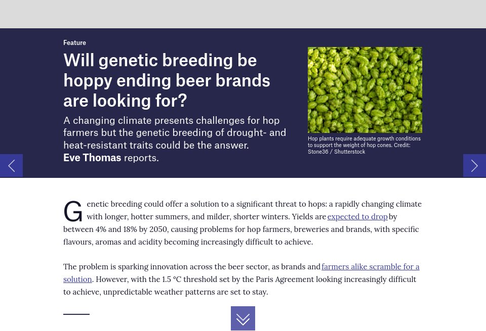 Can genetic breeding ease brewers’ climate concerns? - Just Drinks ...